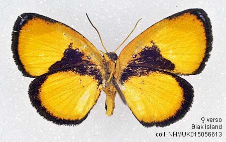 Papua Insects Foundation (Lepidoptera/Callidulidae/Callidula oceanitis)